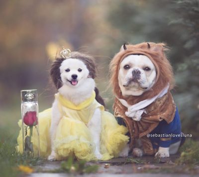 Esta pareja de perritos tiene una mejor vida amorosa que tú
