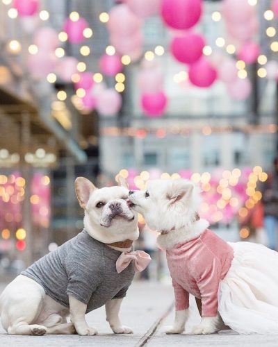 Esta pareja de perritos tiene una mejor vida amorosa que tú