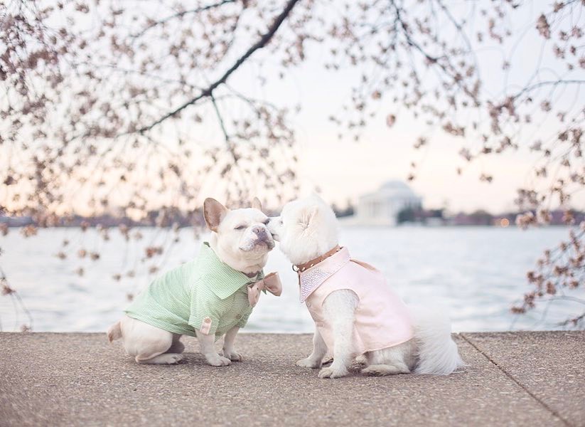 Esta pareja de perritos tiene una mejor vida amorosa que tú