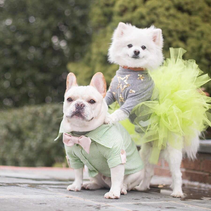 Esta pareja de perritos tiene una mejor vida amorosa que tú