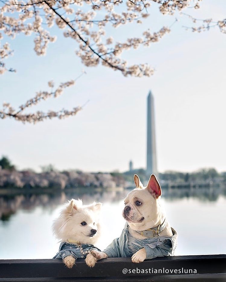 Esta pareja de perritos tiene una mejor vida amorosa que tú