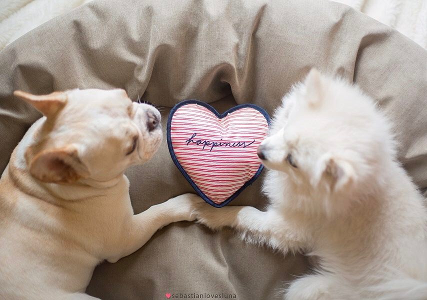 Esta pareja de perritos tiene una mejor vida amorosa que tú
