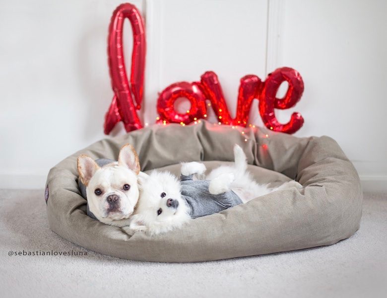 Esta pareja de perritos tiene una mejor vida amorosa que tú