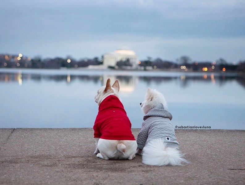 Esta pareja de perritos tiene una mejor vida amorosa que tú