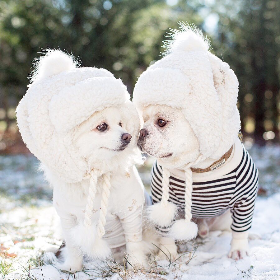 Esta pareja de perritos tiene una mejor vida amorosa que tú