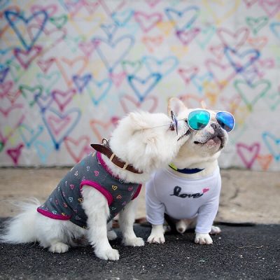 Esta pareja de perritos tiene una mejor vida amorosa que tú
