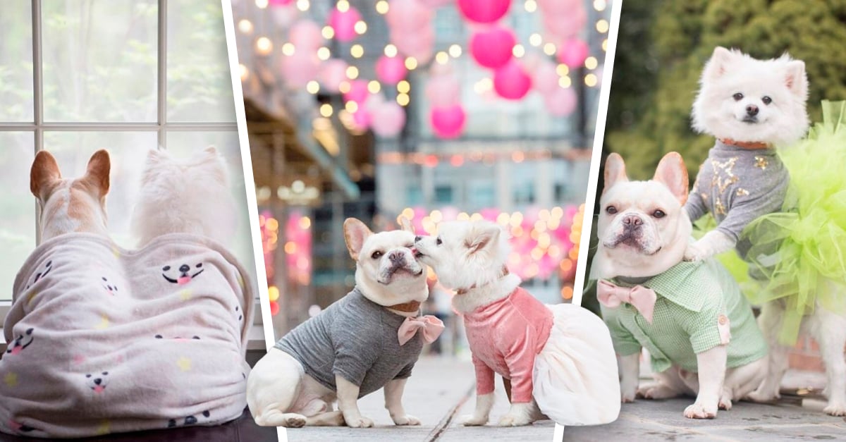 Esta pareja de perritos tiene una mejor vida amorosa que tú