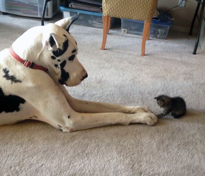 21 Perros gran danés que son ENORMEMENTE adorables
