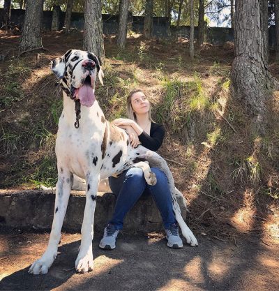 21 Perros gran danés que son ENORMEMENTE adorables