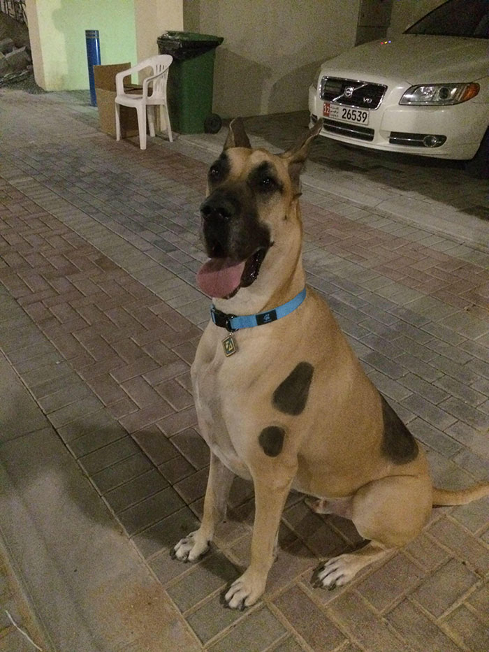 21 Perros gran danés que son ENORMEMENTE adorables