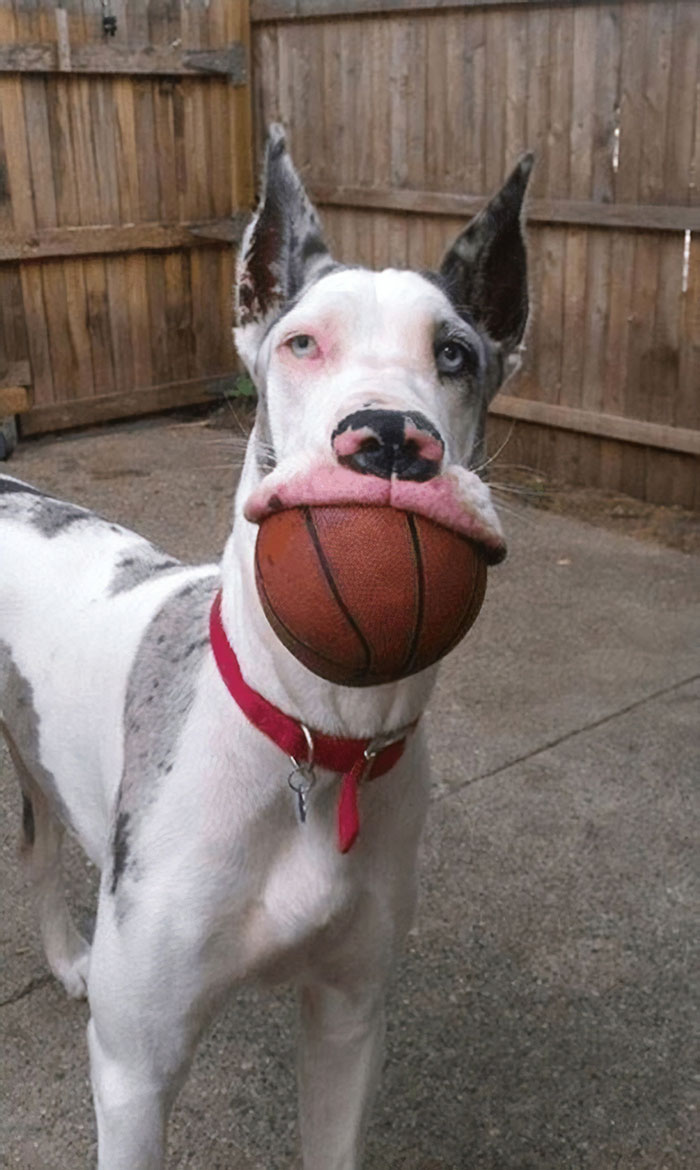 21 Perros gran danés que son ENORMEMENTE adorables