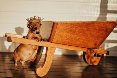 Perrita protagoniza sesión de embarazo orgullosa de su panza