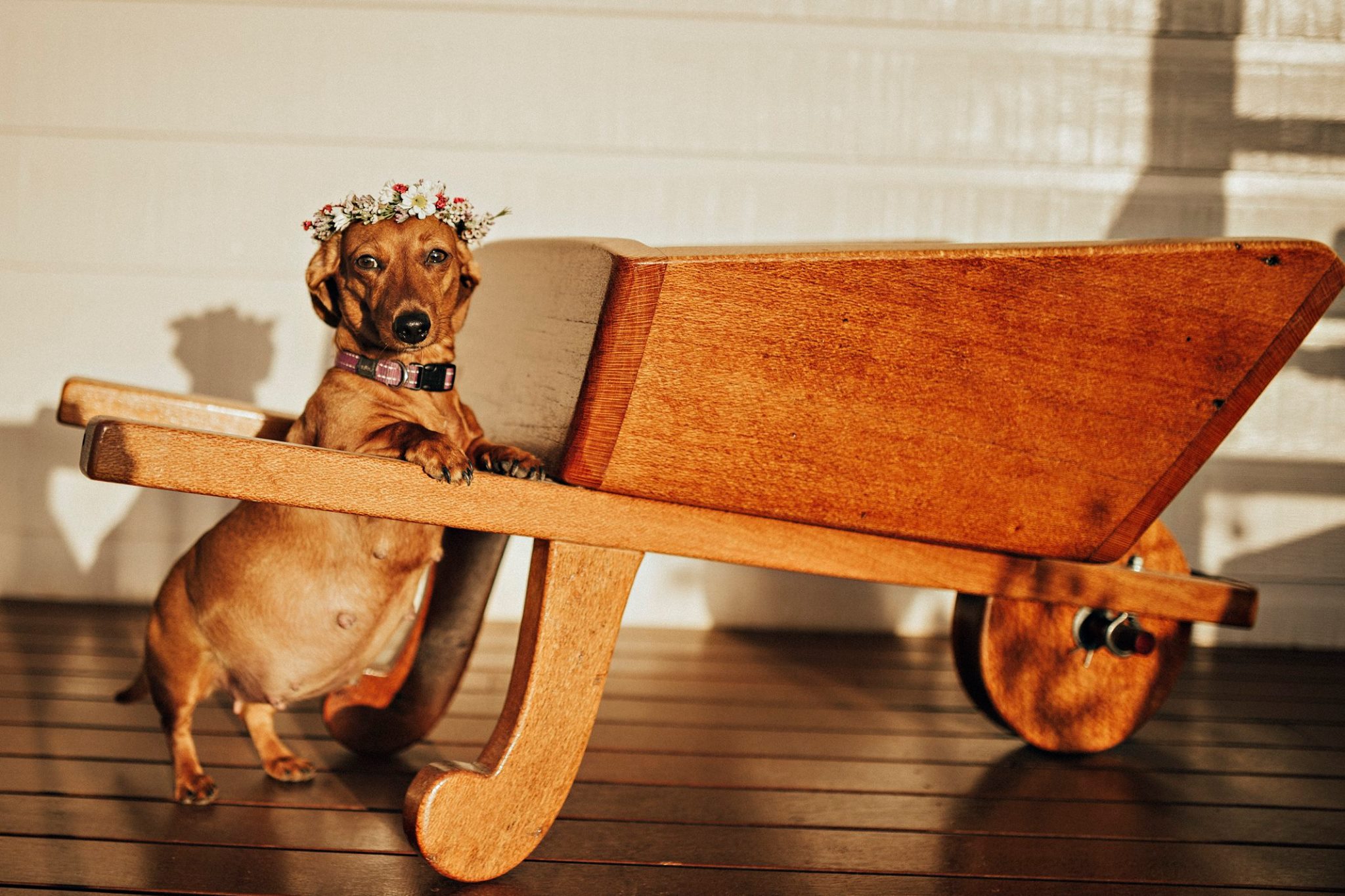 Perrita protagoniza sesión de embarazo orgullosa de su panza