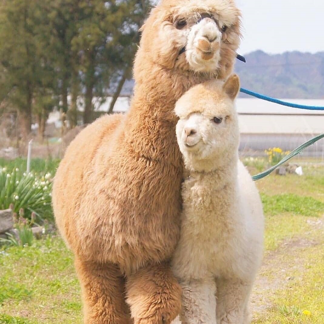 20 Alpacas que harán que su especie sea tu animal favorito