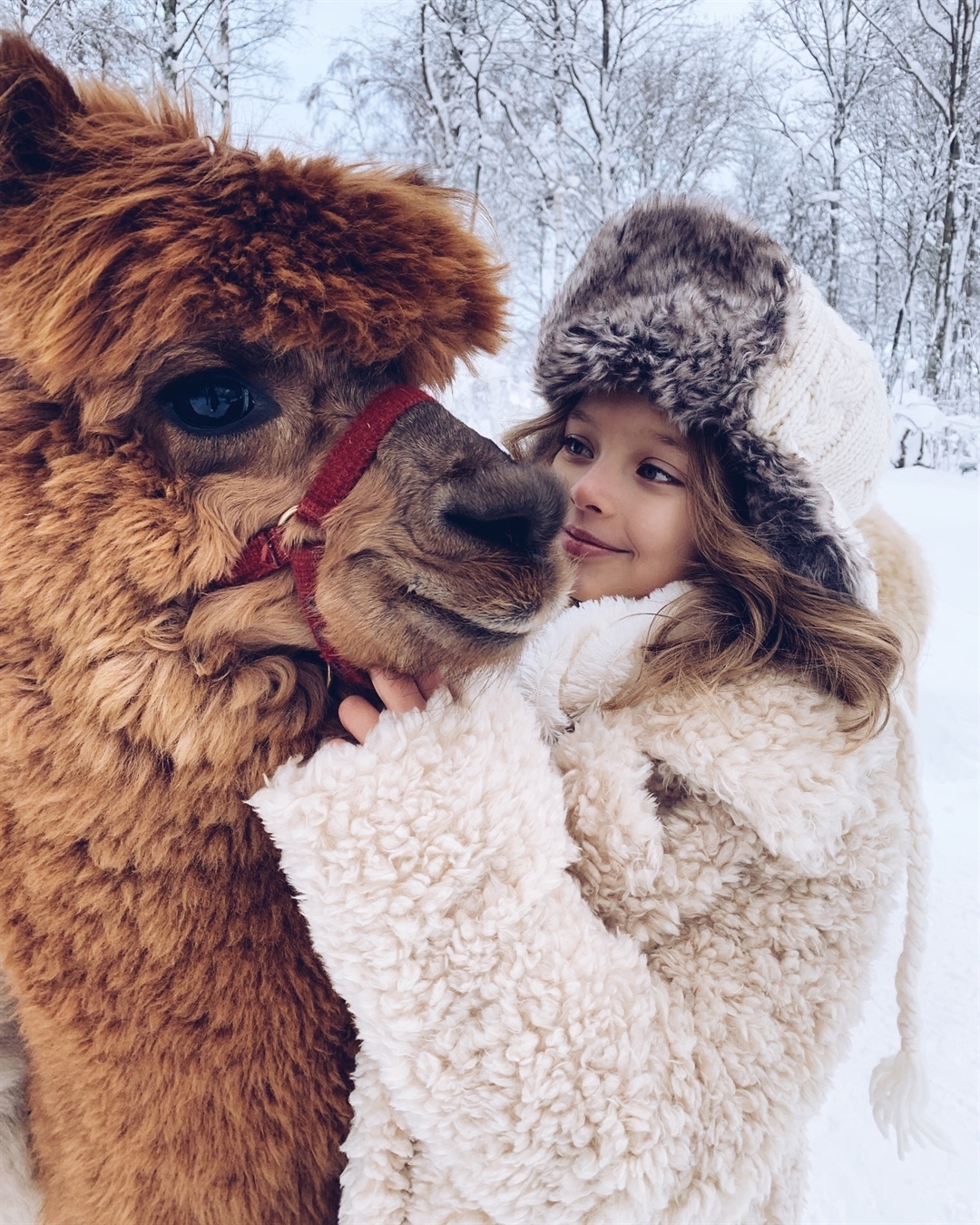 20 Alpacas que harán que su especie sea tu animal favorito