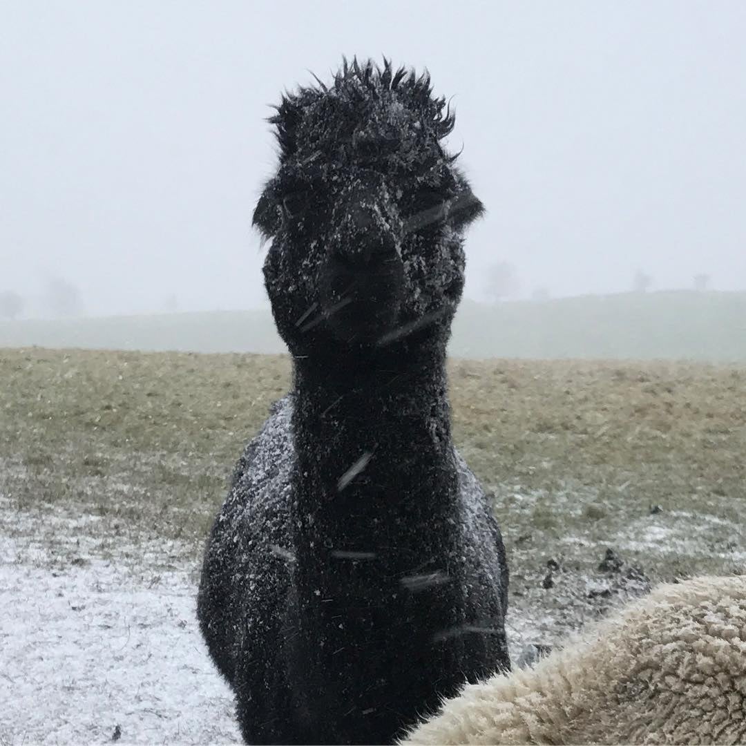 20 Alpacas que harán que su especie sea tu animal favorito