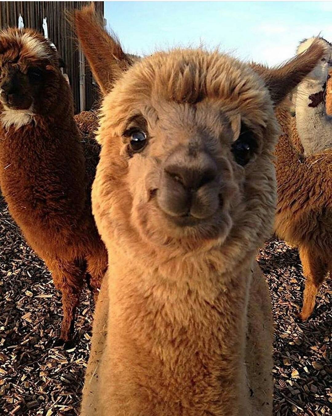 20 Alpacas que harán que su especie sea tu animal favorito