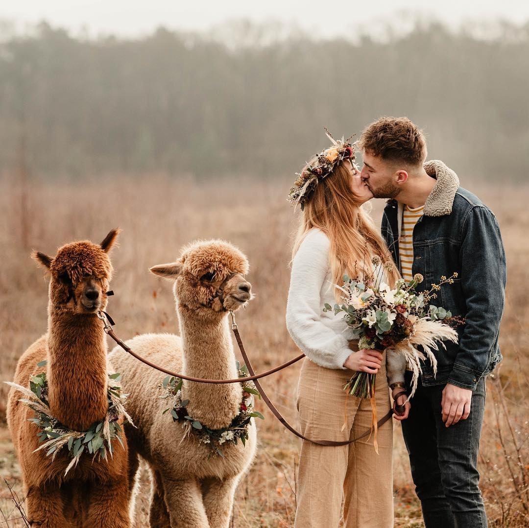 20 Alpacas que harán que su especie sea tu animal favorito