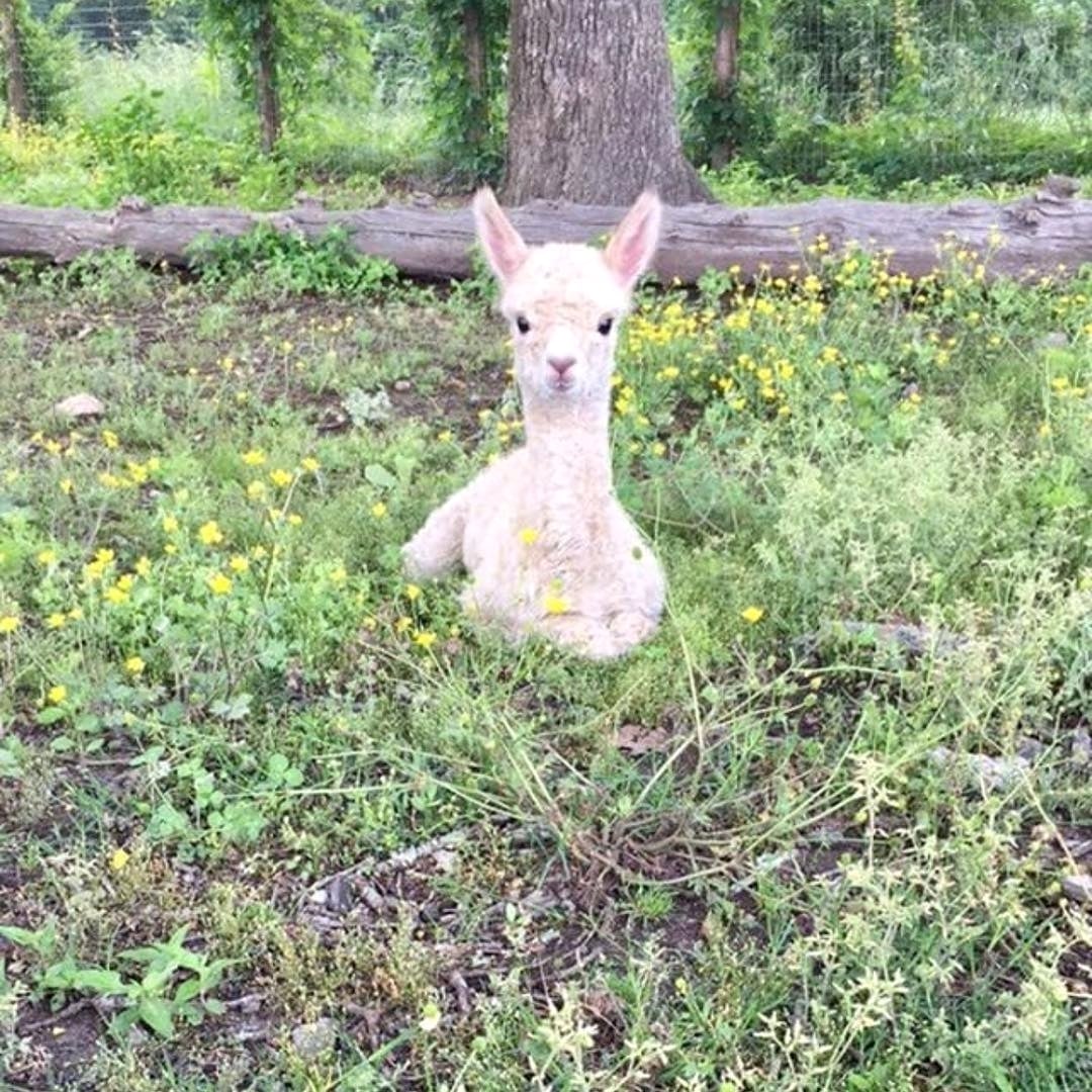 20 Alpacas que harán que su especie sea tu animal favorito