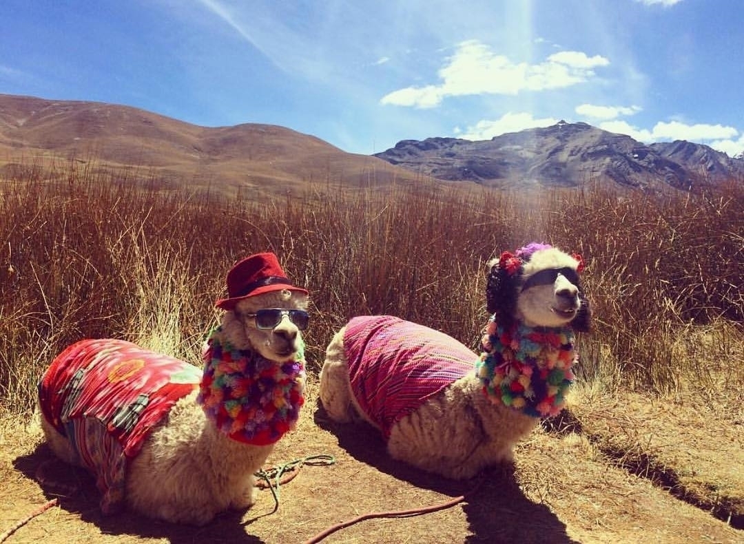 20 Alpacas que harán que su especie sea tu animal favorito