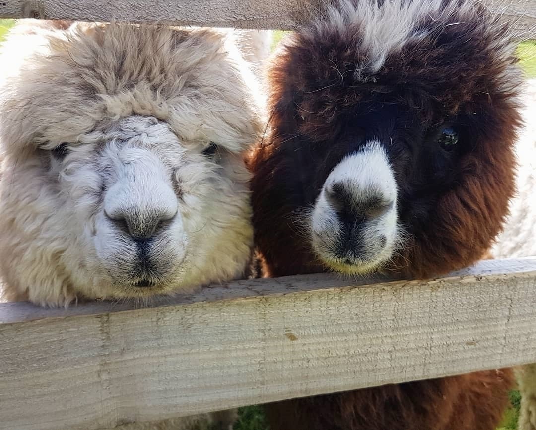 20 Alpacas que harán que su especie sea tu animal favorito