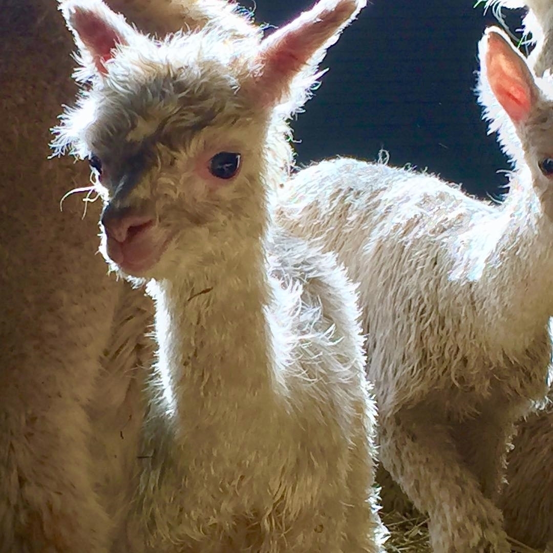 20 Alpacas que harán que su especie sea tu animal favorito