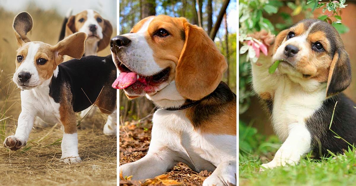 20 Razones para amar profundamente a los perritos Beagle