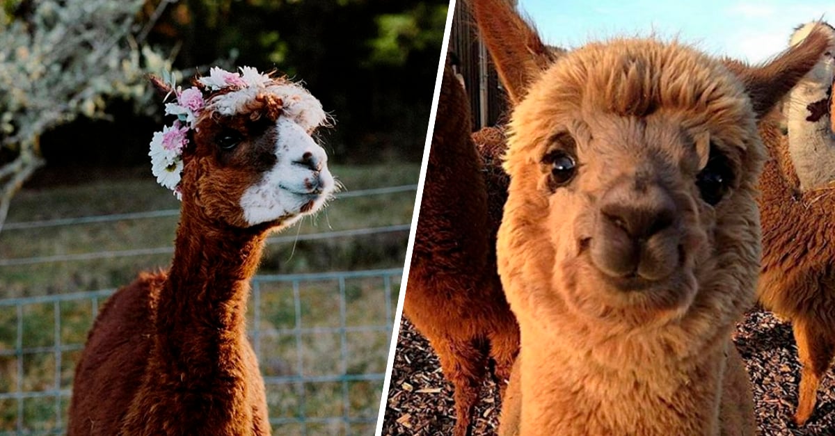 20 Alpacas que harán que su especie sea tu animal favorito