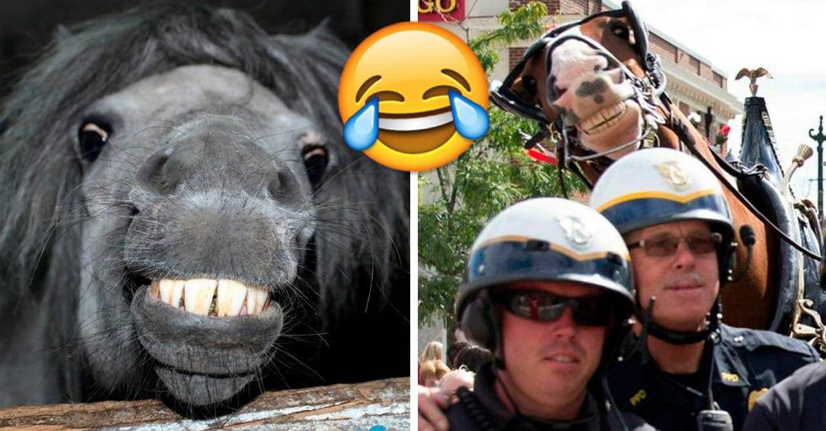 13 Caballos cuyas expresiones dicen mucho sobre su humor