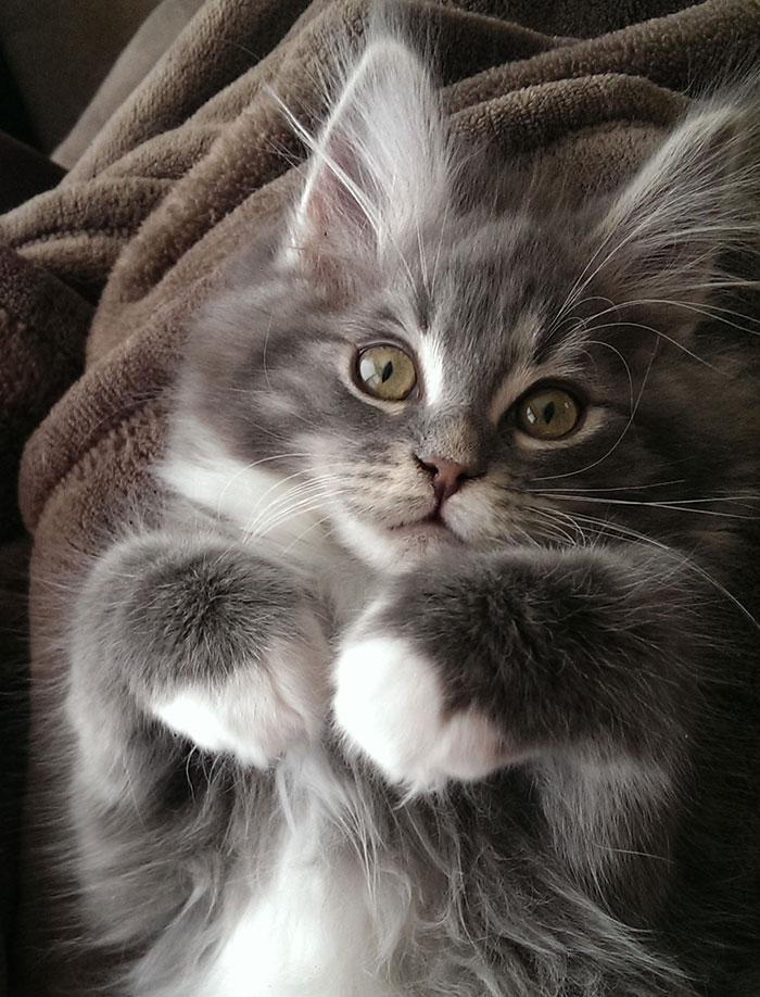 20 Gatos maine coon y las geniales peculiaridades de su raza
