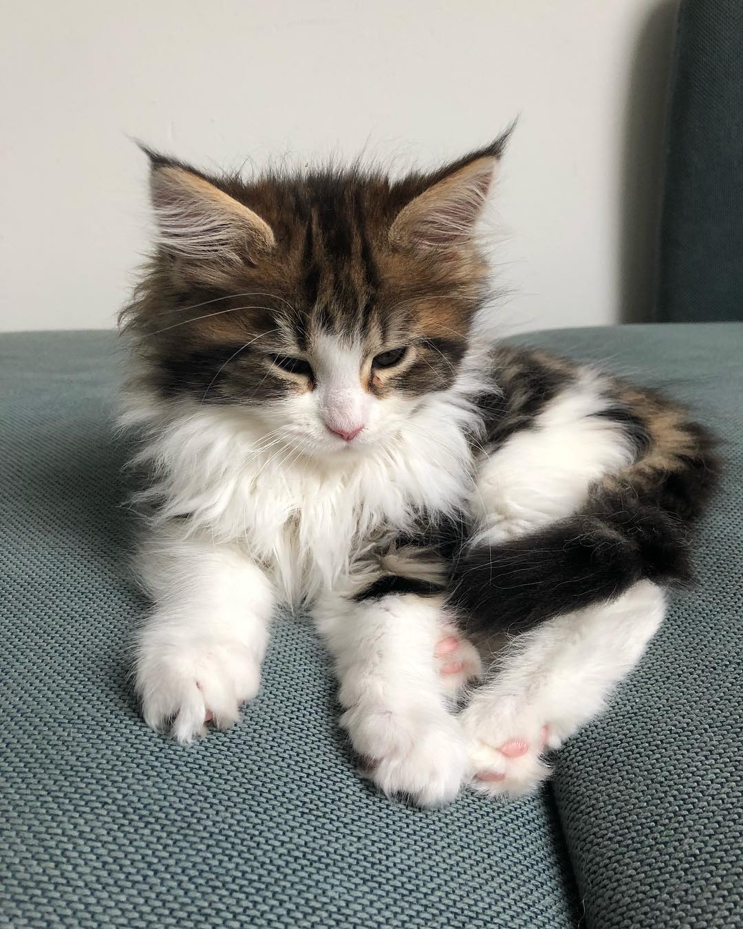 20 Gatos maine coon y las geniales peculiaridades de su raza