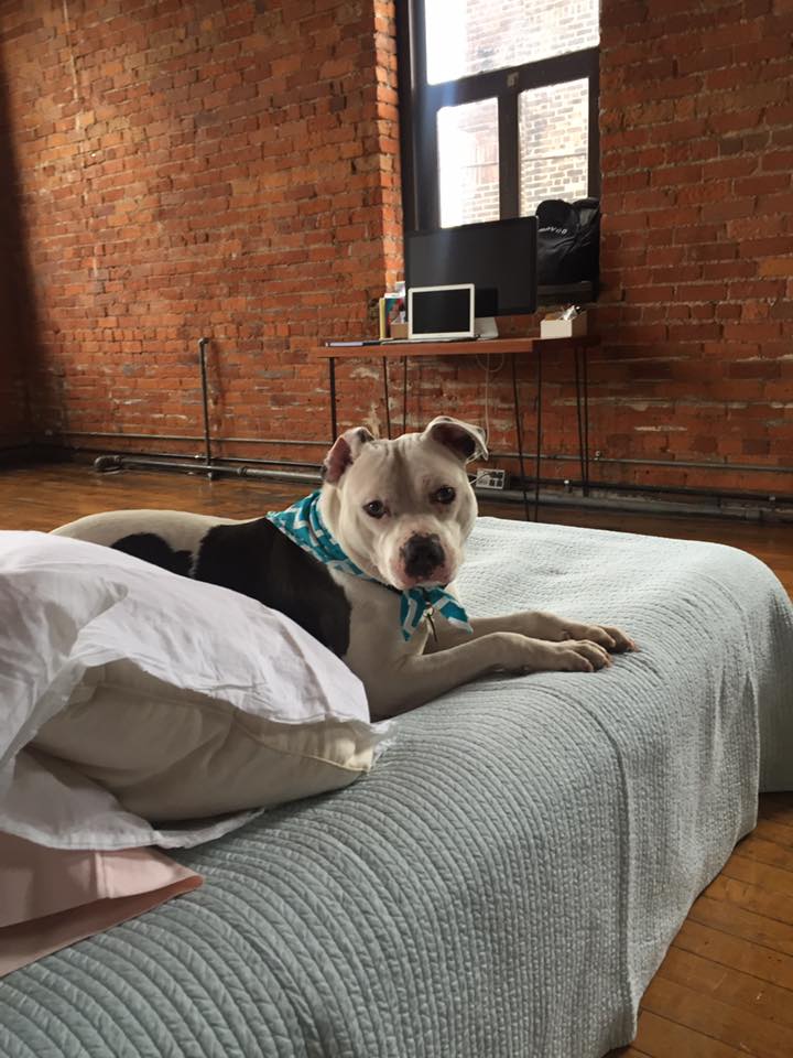 Este perrito espera en un colchón a que sus dueños regresen