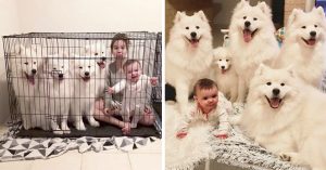 21 Divertidos memes de perros que te harán reír a carcajadas